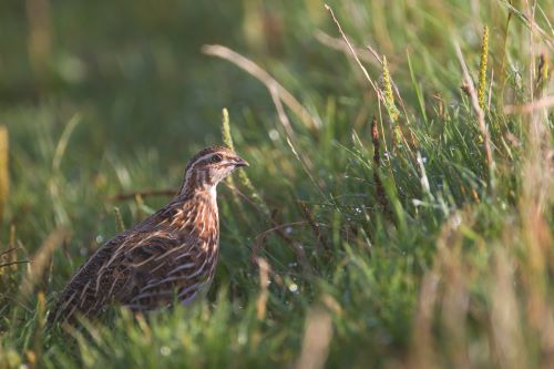 Chasser dans le Gers - Fédération des Chasseurs du Gers