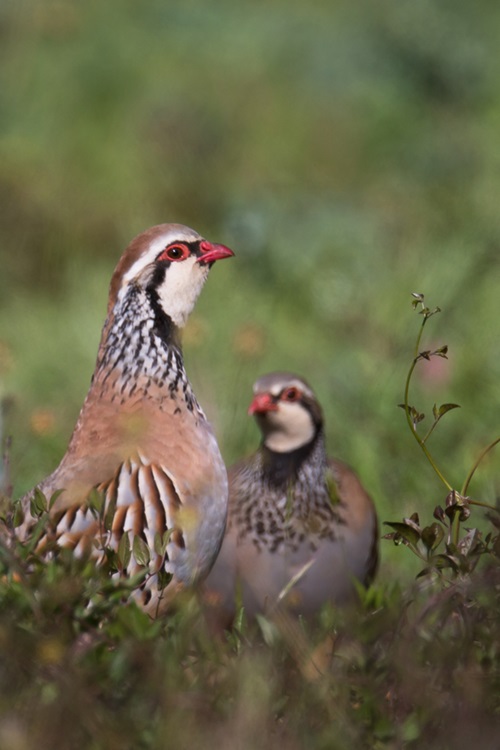 Campagne Repro Perdreau : contribuez à améliorer nos connaissances sur ...